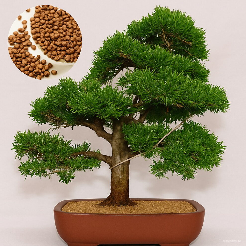 20pcs Japanese White Pine Pinus Green Plants Set Mini Tree Bonsai Seeds ...