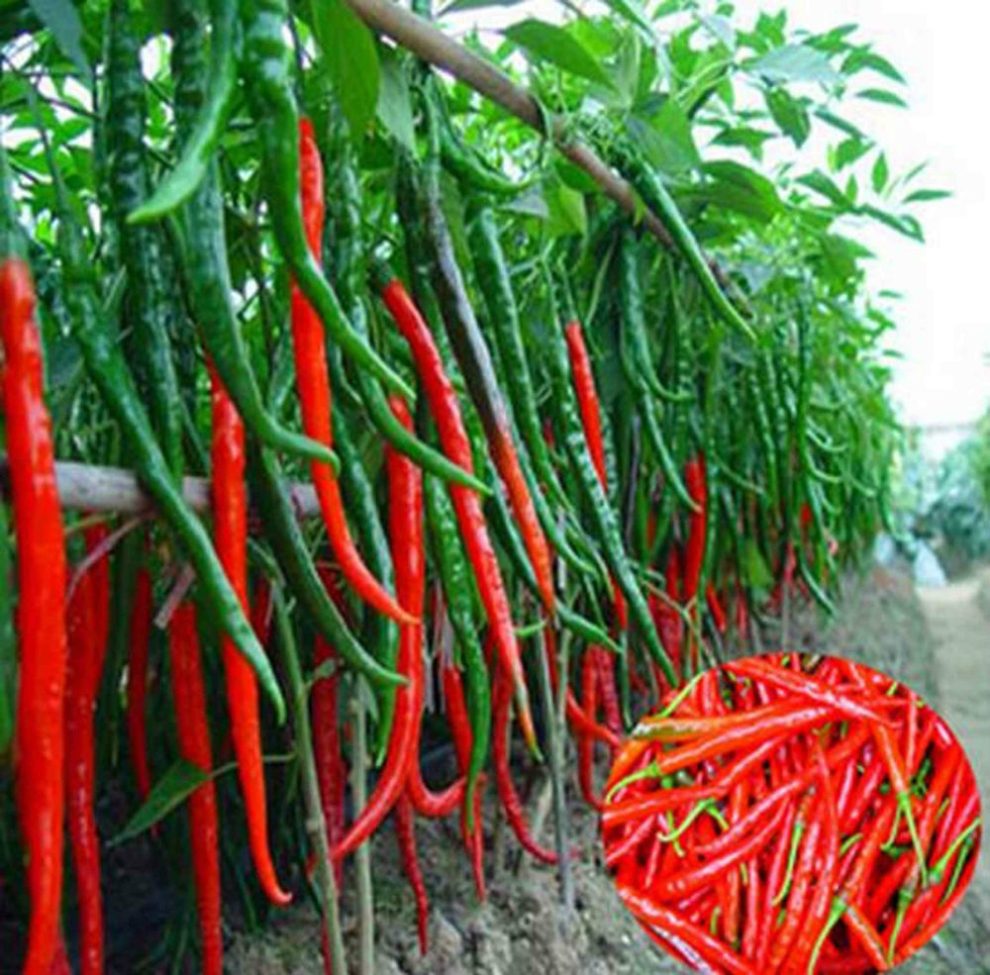 200pcs Long Red Chili Pepper Seeds - BestSeedsOnline.com - Free ...