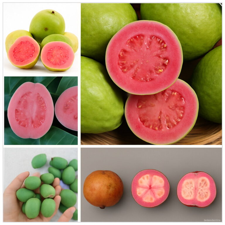 Exotic Guava Seeds For Indoor Decoration 50pcs - BestSeedsOnline.com ...