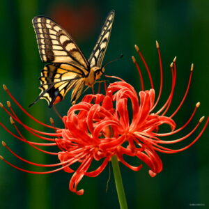 Lycoris Radiata Perennial Flower Seeds - BestSeedsOnline.com - Free ...