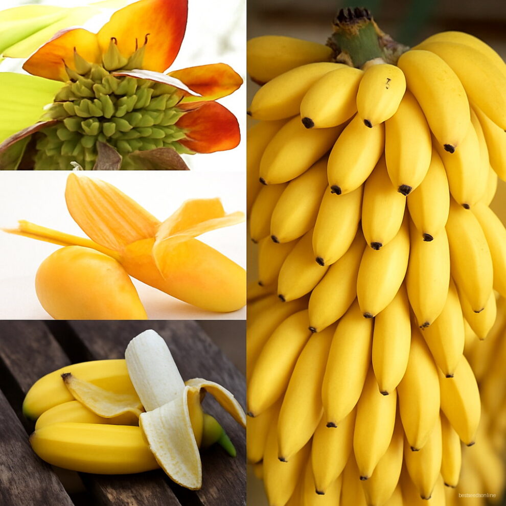 100 pcs Mini Dwarf Banana Bonsai Tree Mini Banana Seedsplants Outdoor ...