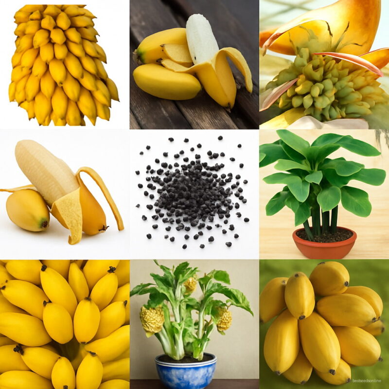 Dwarf Banana Seeds Miniature Fruit Variety - BestSeedsOnline.com - Free ...