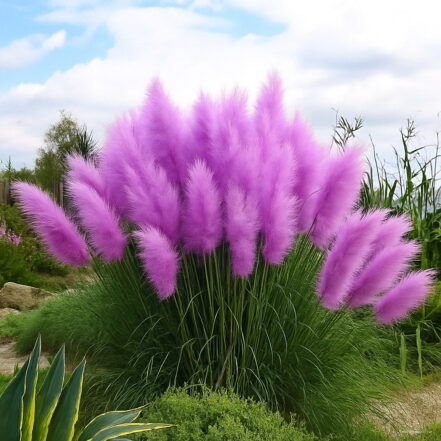 Purple Pampas Grass Seeds 100pcs - BestSeedsOnline.com - Free Shipping ...