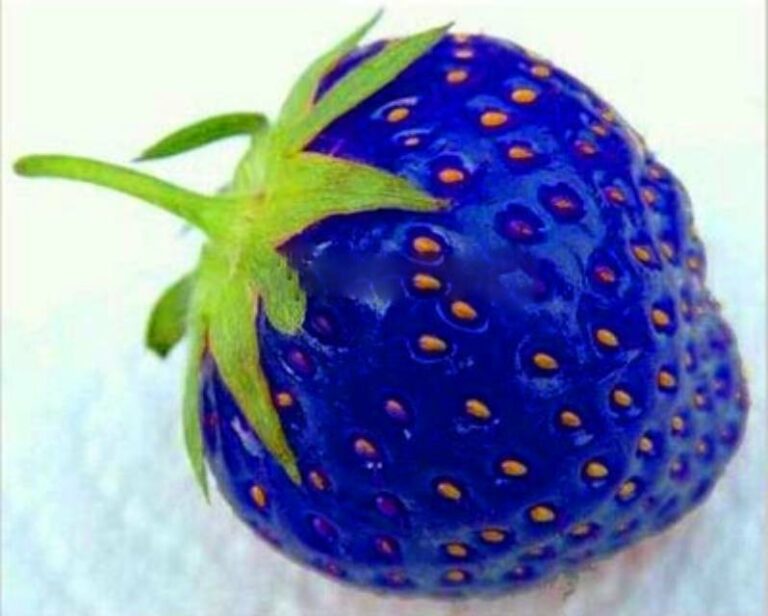 Organic Blue Strawberry Seeds 200pcs - BestSeedsOnline.com - Free ...