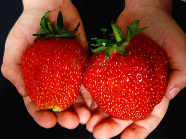 500pcs Organic Giant Strawberry Seeds Nongmo - BestSeedsOnline.com ...