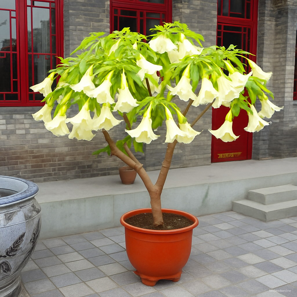 Loss Datura Flower Bonsai Tropical Plant Garden Aromatic White Angels Indoor Home Seeds ...