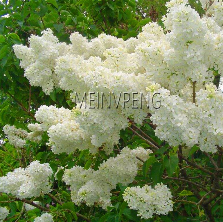 Purple White Lilac Tree Seeds 100flores - BestSeedsOnline.com - Free ...