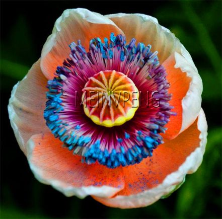 Time-limit 100pcs Blue Himalayan Poppy Bonsai Beautiful Perennial ...