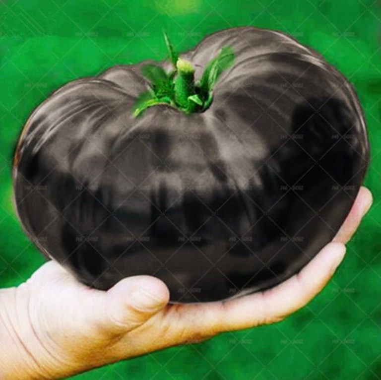 500pcs Chinese Giant Black Tomato Seeds High Germination - BestSeedsOnline.com - Free Shipping ...