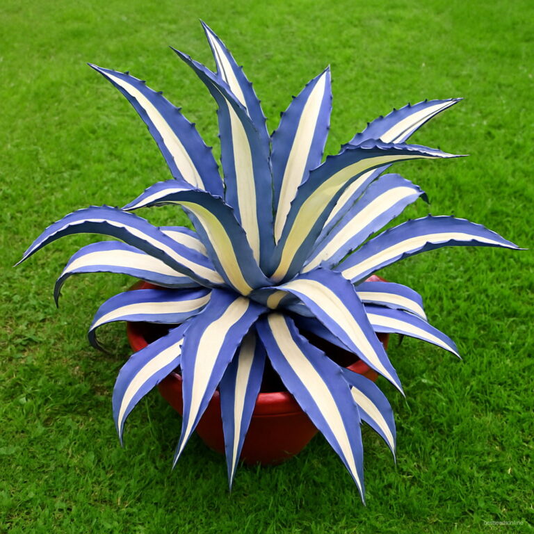 100 Pcs Americana Agave Seeds 5 Colors - BestSeedsOnline.com - Free ...