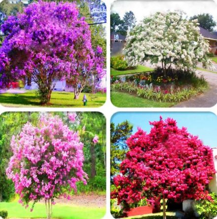 Lagerstroemia Indica Seeds 100 Pcs Pack - BestSeedsOnline.com - Free ...