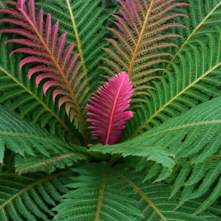 100pcs Mixed Colorful Fern Creeper Seeds - BestSeedsOnline.com - Free ...