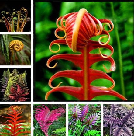 100pcs Mixed Colorful Fern Creeper Seeds - BestSeedsOnline.com - Free ...