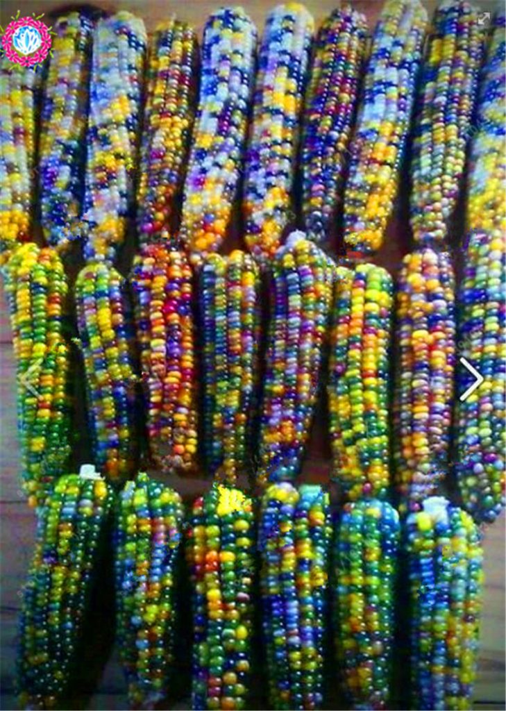 Rainbow Corn Seeds 40 Pcs Multicolored Grains - BestSeedsOnline.com ...