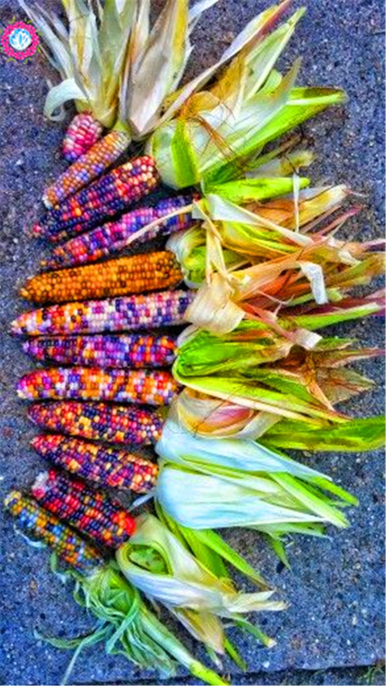 Rainbow Corn Seeds 40 Pcs Multicolored Grains - BestSeedsOnline.com ...
