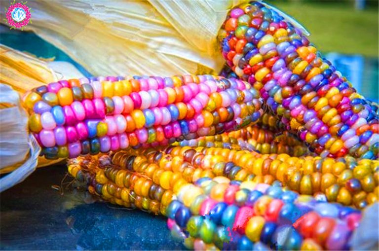 Rainbow Corn Seeds 40 Pcs Multicolored Grains - BestSeedsOnline.com ...