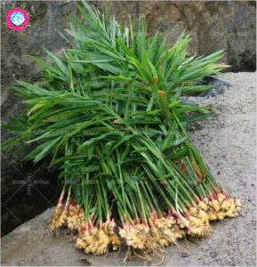 100pcs 4 Seasons Zingiber Ginger Seeds - BestSeedsOnline.com - Free ...