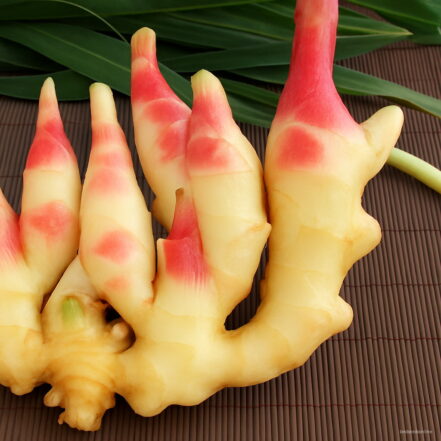 100pcs 4 Seasons Zingiber Ginger Seeds - BestSeedsOnline.com - Free ...