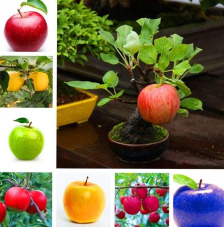 30 Pcs Dwarf Apple Miniature Tree Sweet Organic Fruit Vegetable Plant ...