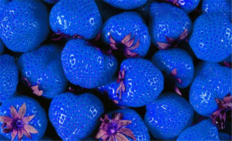 100pcs Blue Strawberry Fruit Seeds - BestSeedsOnline.com - Free ...