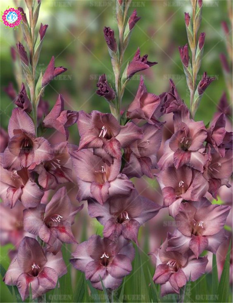 100pcs Perennial Gladiolus Flower Sword Orchid Lily Diy Home Garden ...