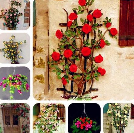 100 Pcs Japanese Climbing Rose Seeds Vine Flowers - BestSeedsOnline.com ...