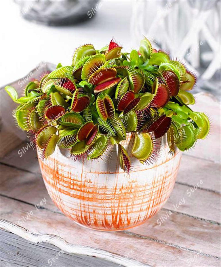 50pcs Flytrap Bonsai Plant Garden Flower Decoration Family Potted Trap ...
