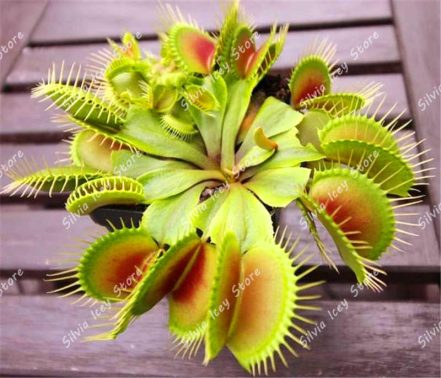 50pcs Flytrap Bonsai Plant Garden Flower Decoration Family Potted Trap ...