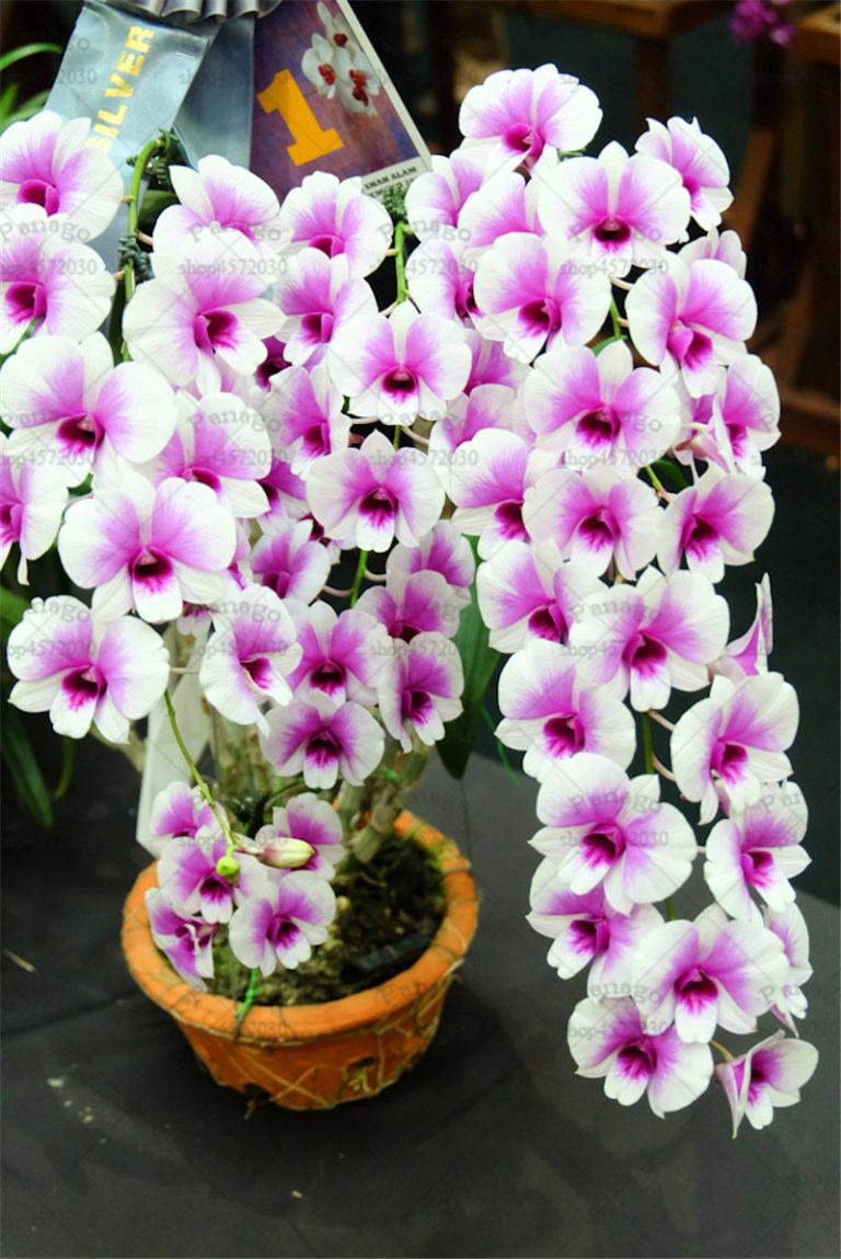 Dendrobium 100 Pcs 95 Budding Rate Mixed Colors Seeds - BestSeedsOnline ...