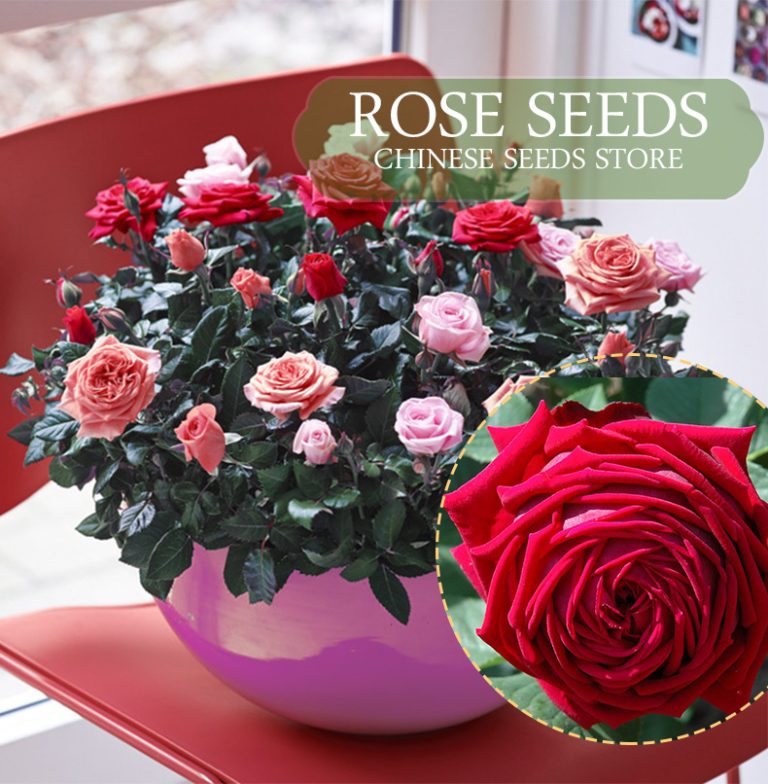 Rose Seeds at BestSeedsOnline.com | Free Shipping & Up to 70% OFF