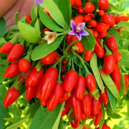 Organic Heirloom Goji Berry Seeds 100pcs - BestSeedsOnline.com - Free ...
