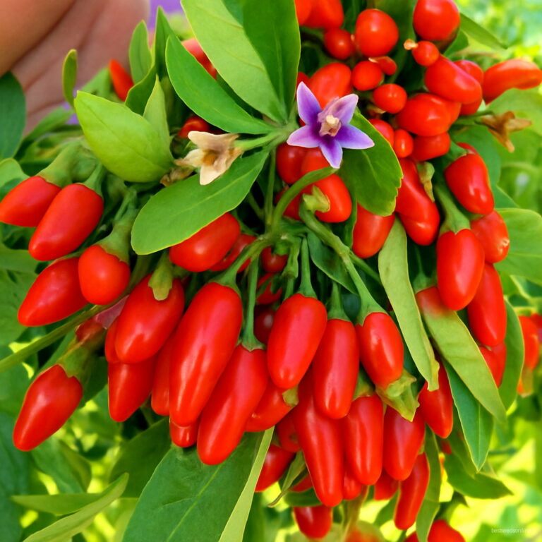 Organic Heirloom Goji Berry Seeds 100pcs - BestSeedsOnline.com - Free ...