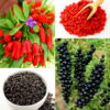 Organic Heirloom Goji Berry Seeds 100pcs - BestSeedsOnline.com - Free ...