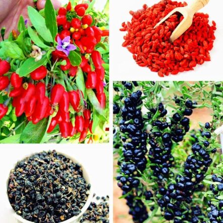Organic Heirloom Goji Berry Seeds 100pcs - BestSeedsOnline.com - Free ...