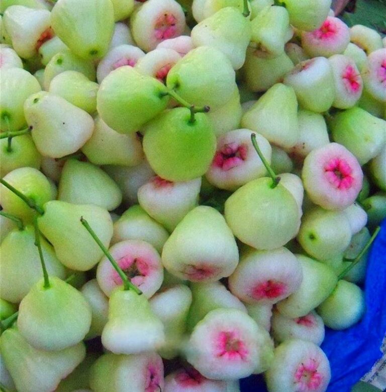 Exotic Rose Apple Fruit Seeds 50 Pcs Lot - BestSeedsOnline.com - Free Shipping Worldwide