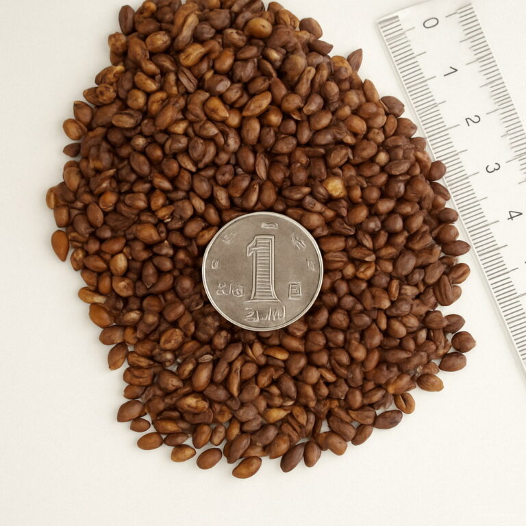 Grape Seeds at BestSeedsOnline.com | Free Shipping & Up to 70% OFF