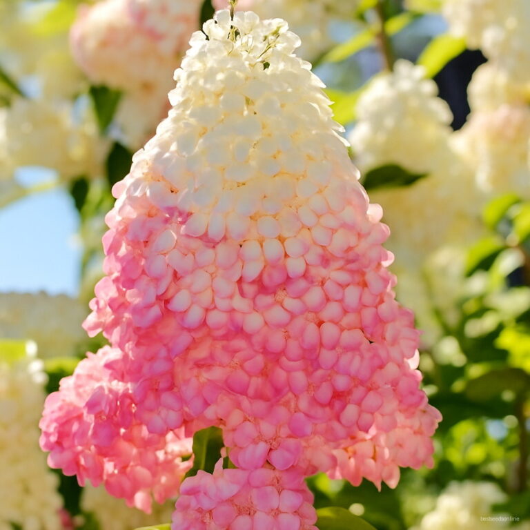 Vanilla Strawberry Hydrangea Tree Seeds 20pcs - BestSeedsOnline.com ...
