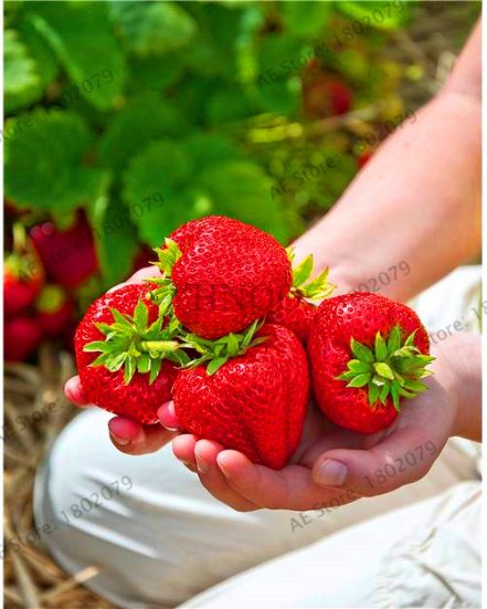 Super Giant Strawberry Seeds 300pcs - BestSeedsOnline.com - Free ...