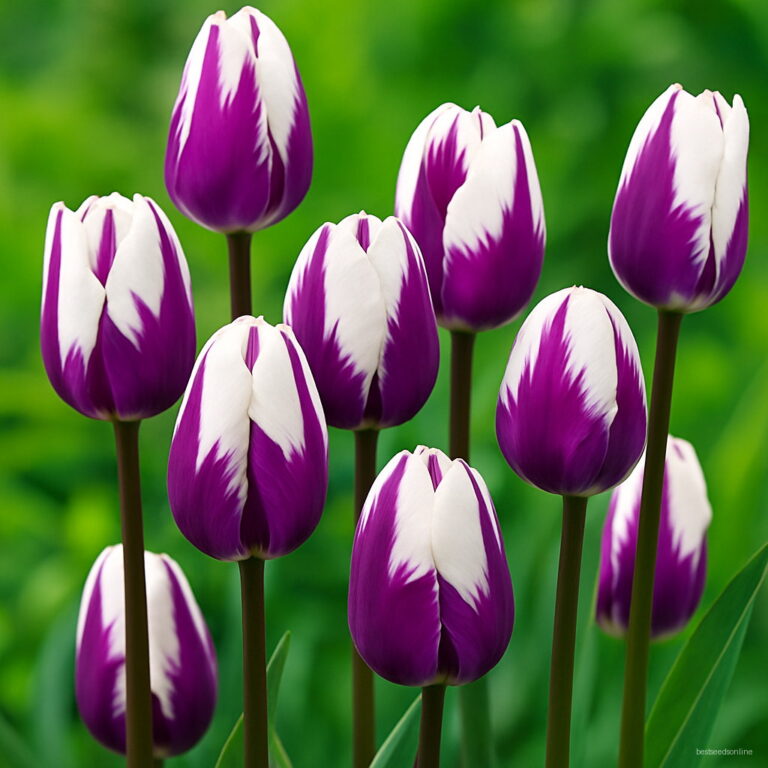 120pcs Vibrant Tulip Flower Seeds Collection - BestSeedsOnline.com ...