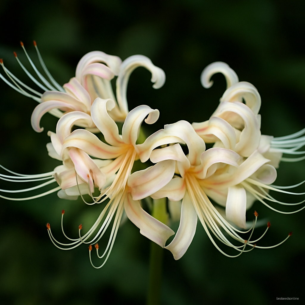 Lycoris Radiata Flower Seeds 100 Pcs Pack - BestSeedsOnline.com - Free ...