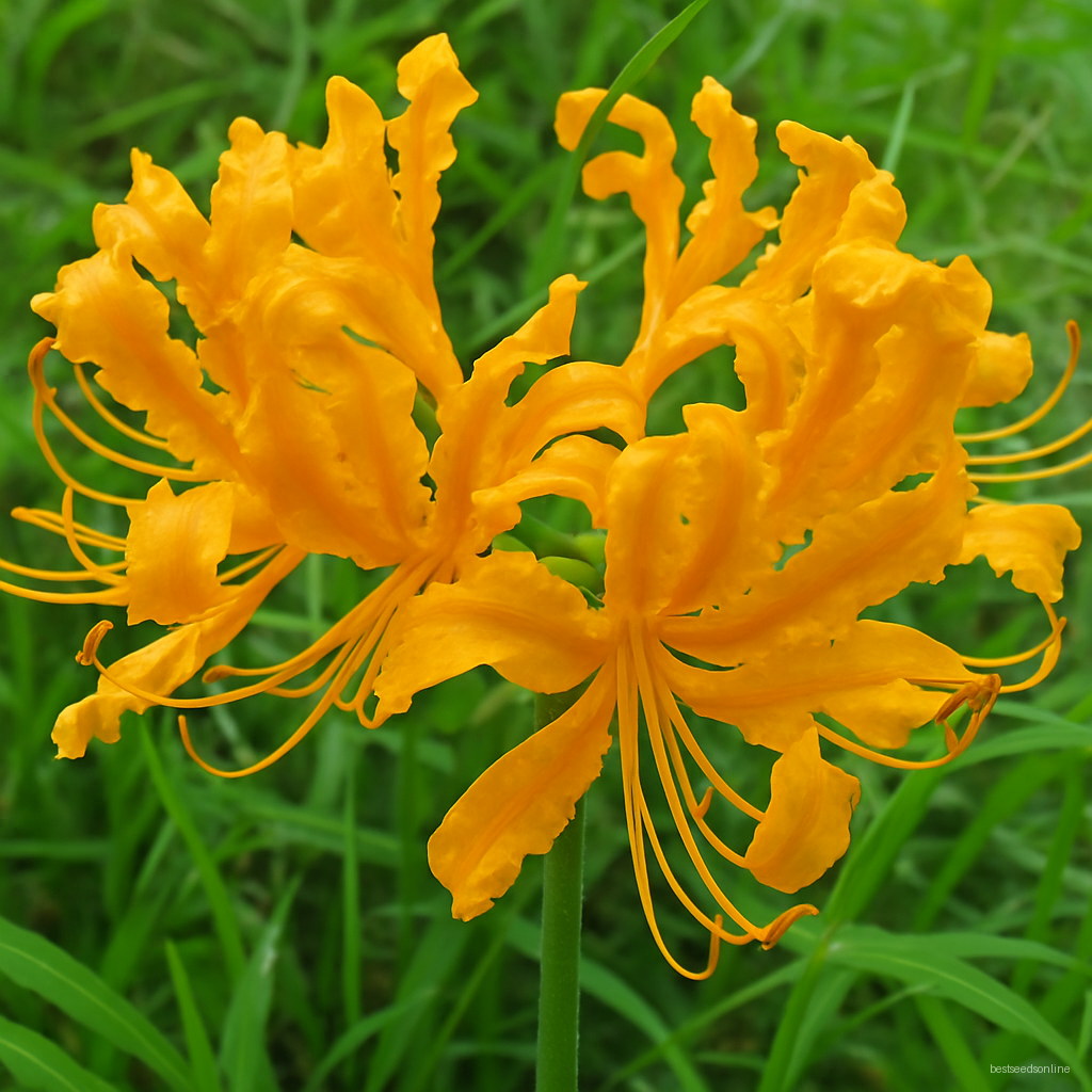 Lycoris Radiata Flower Seeds 100 Pcs Pack - BestSeedsOnline.com - Free ...