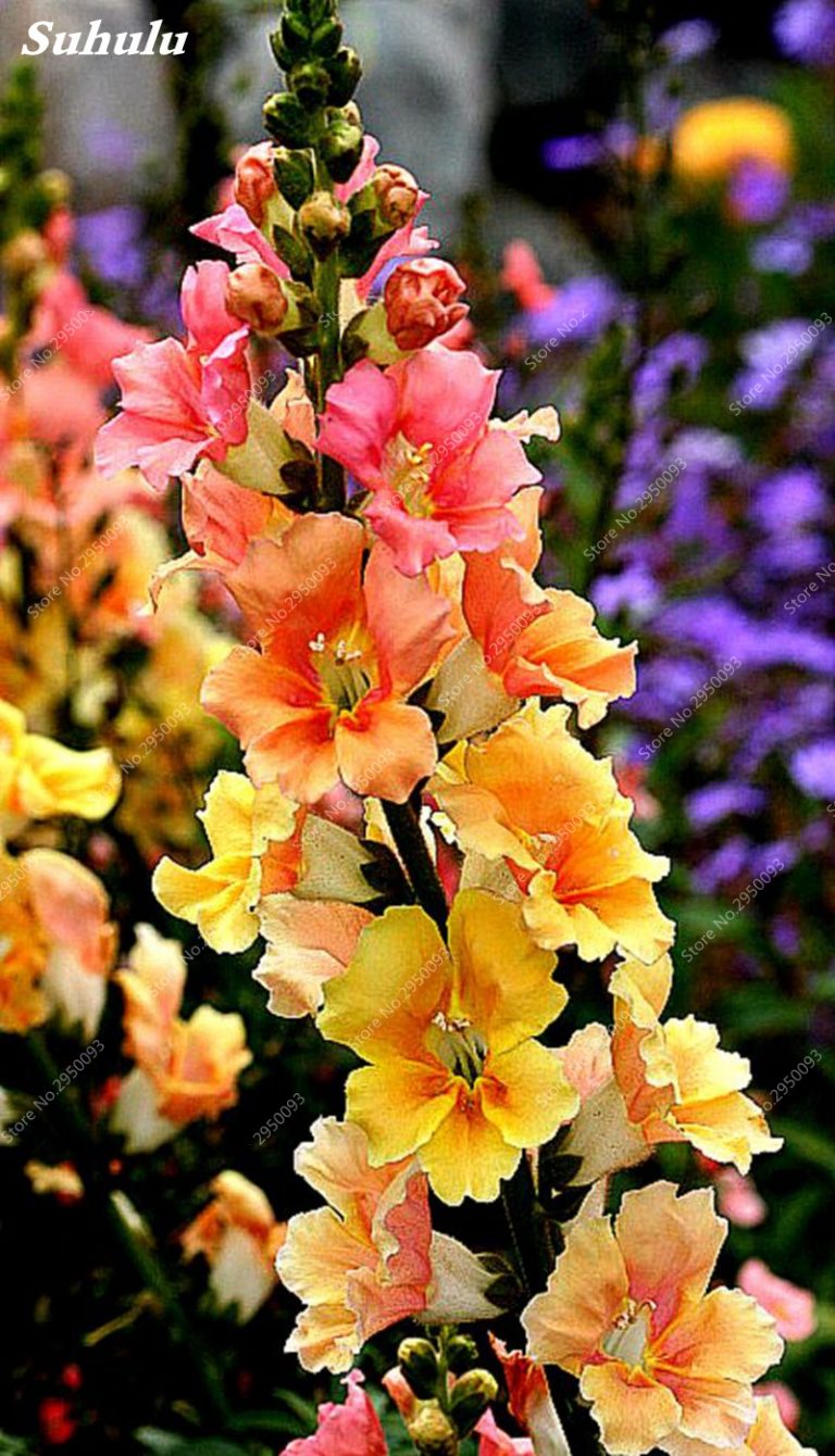 200 Pcs Bag Heirloom Bonsai Flower Plant Outdoor Amp Indoor Charming ...