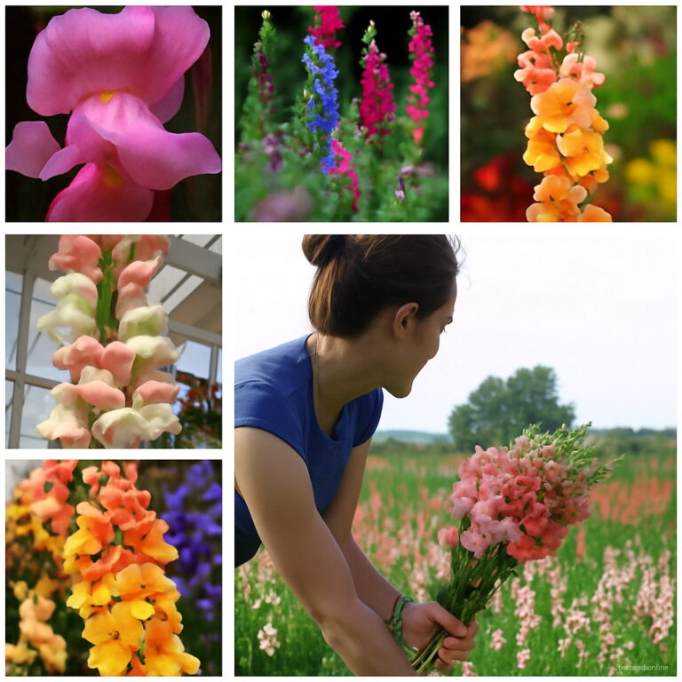 Heirloom Flower Seeds Charming 200 Pcs Bag - BestSeedsOnline.com - Free ...