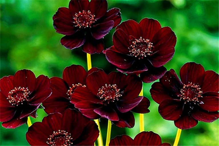 200 Pcs Rare Dark Red Cosmos Flower Seeds - BestSeedsOnline.com - Free ...