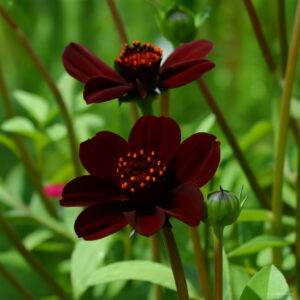 200 Pcs Rare Dark Red Cosmos Flower Seeds - BestSeedsOnline.com - Free ...