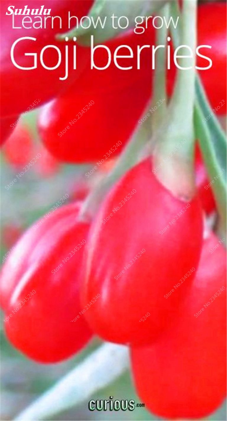 1000 Pcs Goji Berry Chinese Seeds - BestSeedsOnline.com - Free Shipping ...