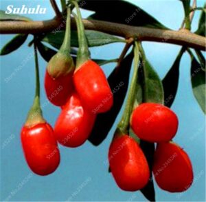 1000 Pcs Goji Berry Chinese Seeds - BestSeedsOnline.com - Free Shipping ...