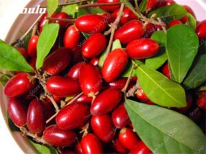 1000 Pcs Goji Berry Chinese Seeds - BestSeedsOnline.com - Free Shipping ...