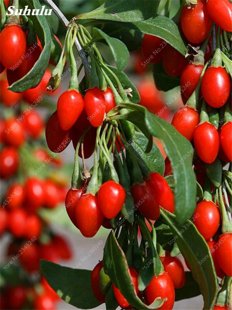 1000 Pcs Goji Berry Chinese Seeds - BestSeedsOnline.com - Free Shipping ...