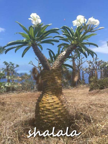 Astrophytum Cactus Flores 200pcs Mixed Seeds - BestSeedsOnline.com ...